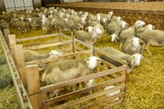 Import export di pecora Lacaune